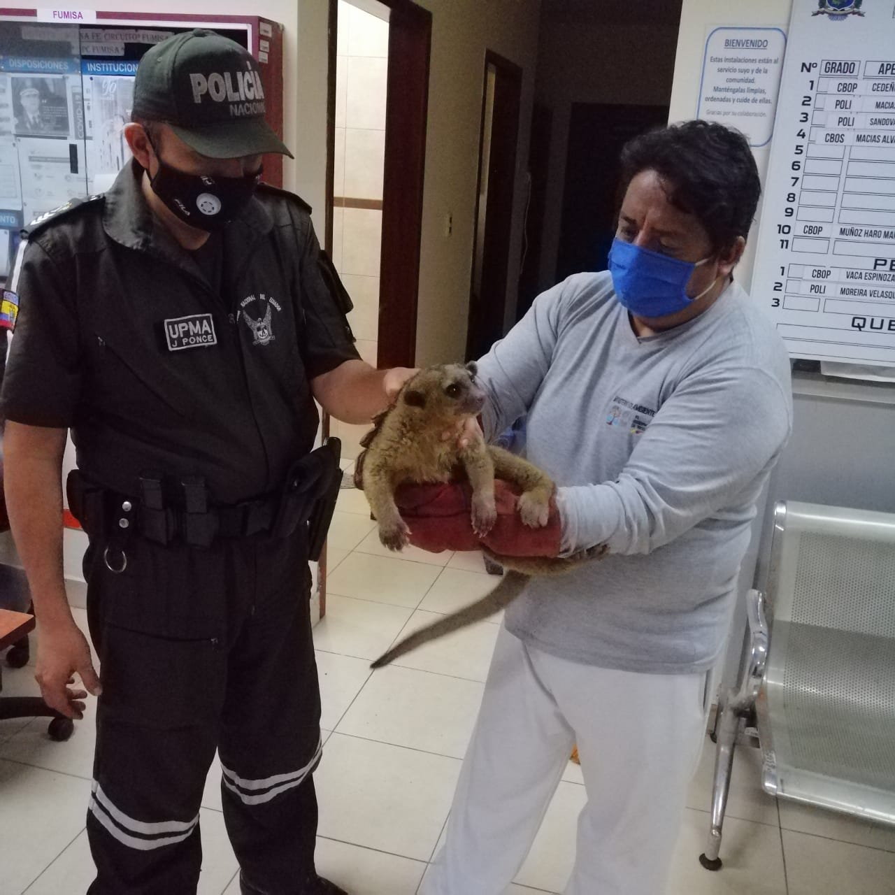 La Unidad de Ambiente rescata un cusumbo en medio de la vía - ALDIA ...