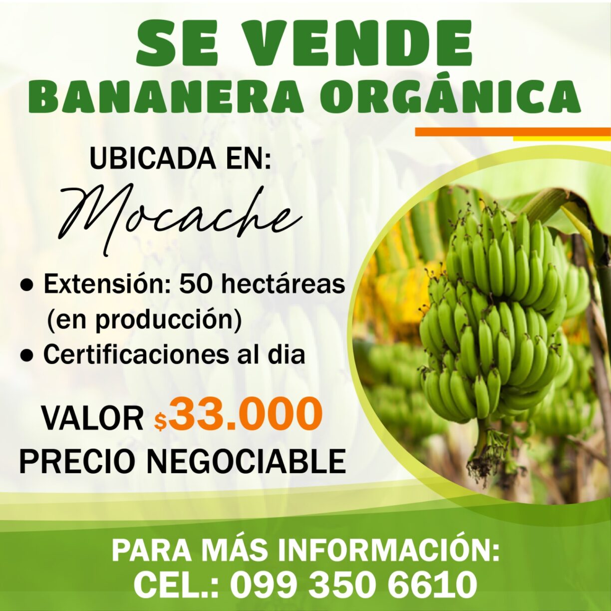 SE VENDE BANANERA ORGANICA - ALDIA | Noticias de Los Ríos, Ecuador y el ...