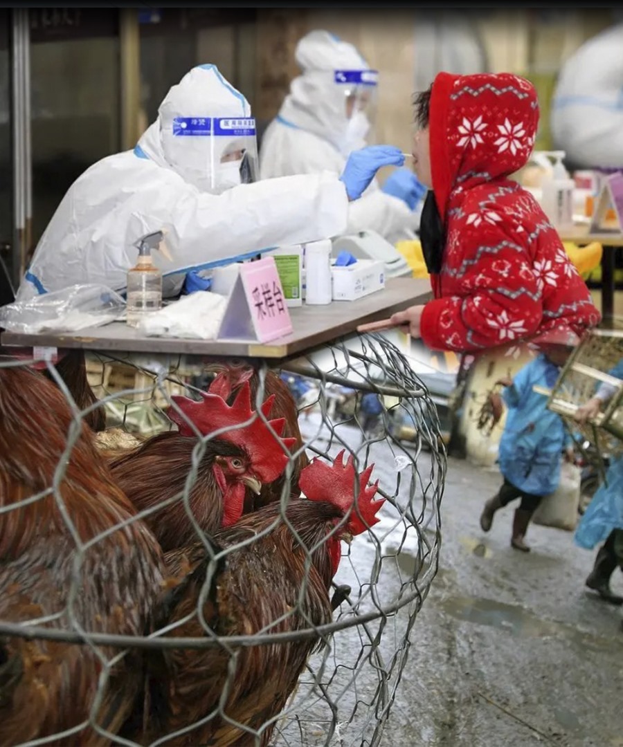 Alerta mundial: Gripe aviar H5N1 amenaza con convertirse en pandemia ...